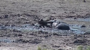 1M views · 7.4K reactions | Warthog has a quick mud bath | WildEarth Cam | Facebook