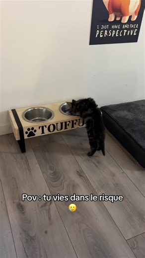 Funny Dog and Cat Moment: Gamelle Mishap