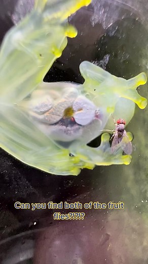 Can you find both of the fruit flies in this clip??? Both are visible!!! Look for their red eye and check out the Reticulated Glass Frogs insides!! You can see it’s beating heart, stomach and other intestines/organs, bones and of course its last meal!!! The second fruit fly! #reticulatedglassfrog #glassfrog #seethru #seethrough #insideout #insides #intestines #organs #heartbeat #dissection #lastsupper #frog #amphibian #indicatorspecies #captivebred #costarica #fragileplanet