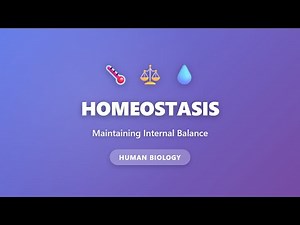 Homeostasis Explained: How Your Body Maintains Internal Balance | Human Biology