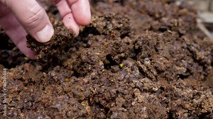 Merva waste from the processing of wax raw materials. Making beeswax at home.