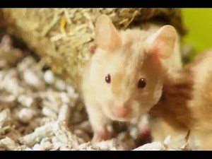 HAMSTERS: Cage for a hamster. Basic hamster care