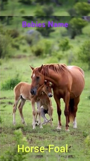 Animals and their Babies #shorts #viral