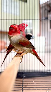 Crimson Finch. A stunning finch with its deep red plumage shining bright. Known as the Blood Finch from northern Australia, this bird stands out from the rest with its bold color and elegant posture. #CrimsonFinch #ExoticFinch #Finch #BirdLovers #AviaryLife #FinchCollection #WildlifeBeauty #BirdWatching #NatureLovers #FinchNusantara | Indra Prihantoro