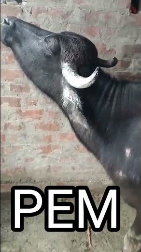 Best Veterinary Field Practice ? #Dr. Shanker VetVirtual Classes !