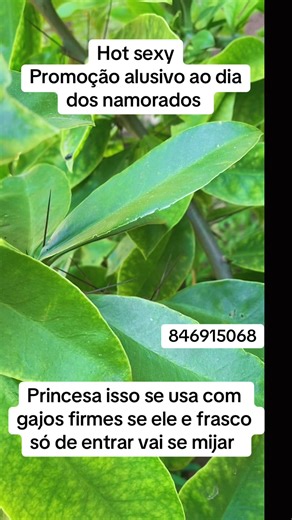 #mocambiquetiktok🇲🇿🇦🇴🇵🇹🇧🇷 #medicinadosancestrais846915068