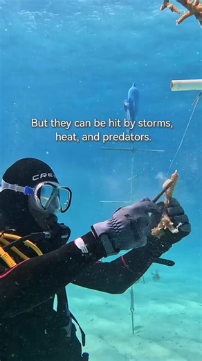 8.9K views · 21 reactions | We believe that there’s a better, faster, and bigger way to restore coral reefs. | Coral Vita | Facebook