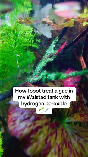 How I spot treat algae in my Walstad tank 🌱 #aquarium