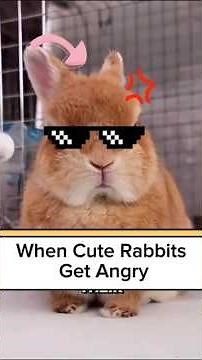 When Cute Rabbits Get Angry — It looks so adorable! #shorts