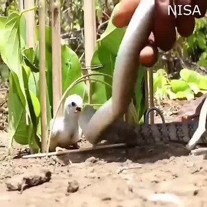 2.2M views · 5.7K reactions | ⚡️ New trap 2022 !! Catch The Snake With The Modern Style ⚡️ | Amazing Videos | Facebook