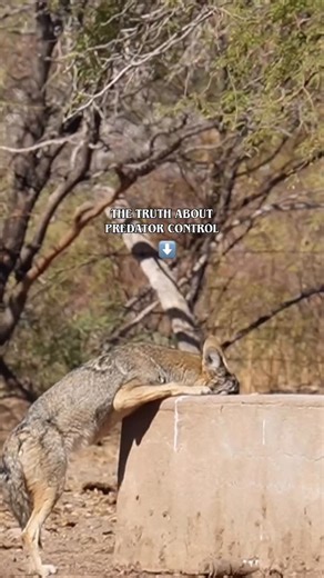 @muley_freak on Instagram: "Predator Management Helps Restore Balance Managing predators doesn’t mean removing them entirely. It means controlling populations in specific areas and seasons so mule deer can rebound. Responsible predator management can: • Increase fawn survival rates during critical months • Reduce pressure on declining herds • Support long-term recovery alongside habitat projects • Re-create the natural balance that historically existed Most wildlife agencies use science-based qu