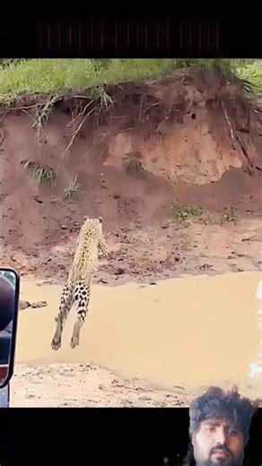 Leopard Leaps Up a Tree... Then the Fight Starts#trending#animals#wildlife#leopard#ytshorts