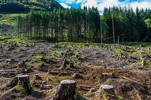 Cash for carbon: A cost-effective way to reduce deforestation