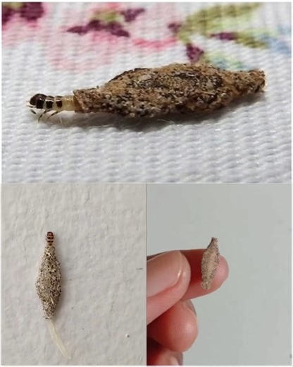 What the h:.ell is this? It was trying to get up a wall, about 2cm and a shell that looks like sand. | Useful Tips