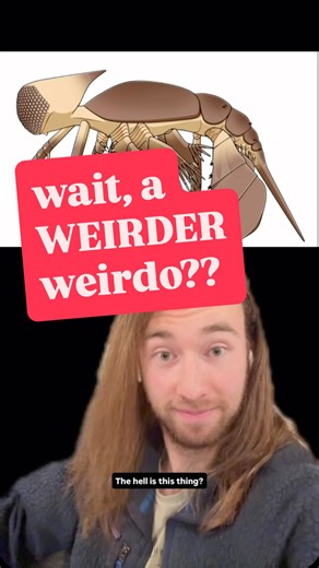 Misc. Milo on Instagram: "This one is wild. I just had to share. Thanks to @alex_fictus for the suggestion! - #nature #science #animals #paleontology #ocean"