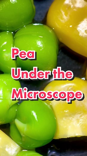 Exploring Chlorophyll Under UV Light with Microscope