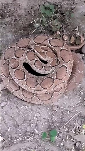 Russell’s Viper Warning Hiss – The Sound of Nature’s Defense! #shorts #snake #snacks #wildlife #yt