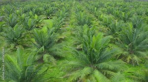 Flying over a palm oil plantation with loads of still small palm trees planted in straight lines