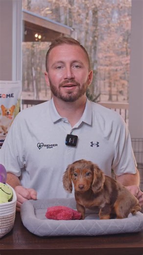 A Ten Year Health Guarantee❤️🐶 That is not a marketing line for us, it is a promise backed by how our puppies are raised from day one. We partner with breeders who meet high standards for genetics, care and ethical breeding. That means healthy parents, responsible breeding and puppies who start life the right way. Every pup gets a vet check, proper nutrition, early socialization, and a clean, safe environment while they grow. Your peace of mind matters. When you bring your puppy home from us, y