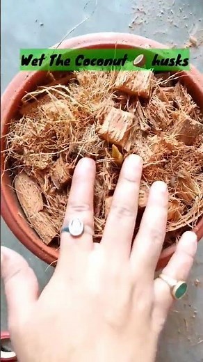 Use Coconut Husks For Mulching #gardening #gardeningtips