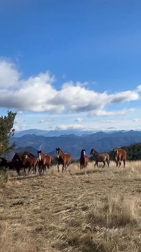 5.4K views · 82 reactions | Hier nous sommes allés chercher les...