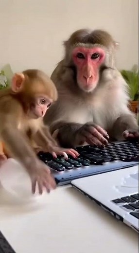 Baby Monkey Ruins the Keyboard! 🐒🤣 #aivideo #funny #monkey