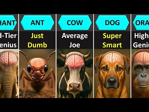 How Smart Are These Animals Really? | Animals Intelligence Comparison