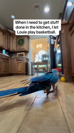 The dogs were in the backyard for 5 minutes and complained the whole time. They knew someone was getting treats! #parrotsofinstagram #basketball #parrot #birdlovers #pettricks | Noplucksgiven - Louie the Macaw
