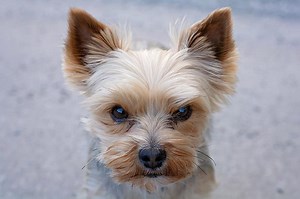 What dog breed is that? This AI can tell you