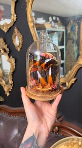 Okay now why can’t I get this song out of my head � Oliver has been watching this movie twice a day and the Saja boys got me in a chokehold I fear White-Banded Palla butterflies, citrine points (heat treated amethyst, dried orange slices, and dried florals. | Bewitched Oddities