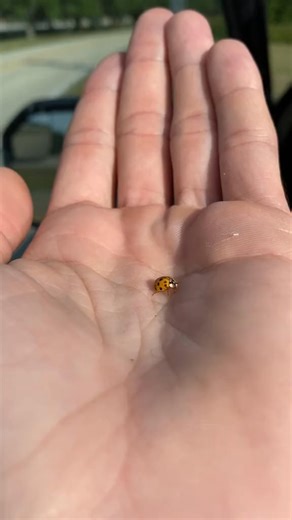Little guy was crawling up my neck 😂 #ladybug #animals #foryou #fyp #nature | Bn Exotics