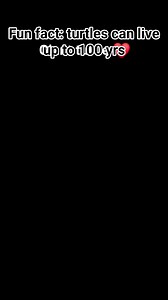 🐢 Real-Life Turtle Facts: Turtles are reptiles known for their hard shells, which protect them from predators. They live in oceans, rivers, and on land. Some famous types: Sea turtles (like the leatherback or green sea turtle) – live in oceans. Box turtles – small and live on land. Galápagos tortoise – one of the largest turtles in the world. They can live a long time — over 100 years in some cases! #giantturtle #turtle #wildlife #fyp | Josie Genson