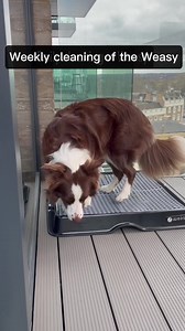 4.4K views | Hey dog lover! ❤️ ⠀⠀⠀⠀⠀⠀⠀⠀ We present you Weasy: the...