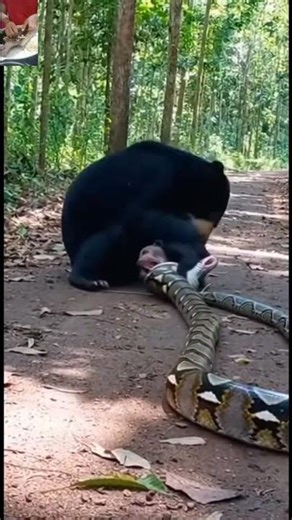 You Won’t Believe What This Bear Does to a Giant Snake