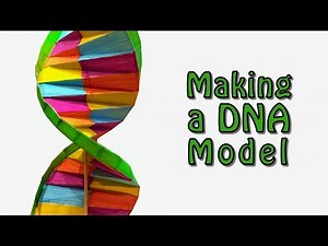 Making a DNA Model