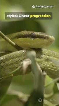 Anatomy and Movement of snakes