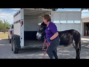 Trailer loading your donkey