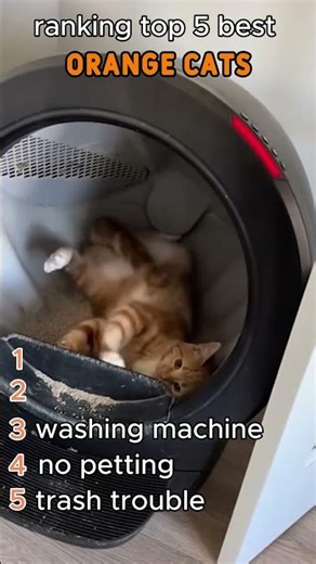 ranking top 5 best orange cat moments #shorts #cats #ranking #funny #viral #catvideos