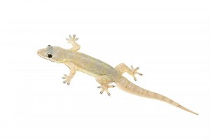 Useful tips on how to get rid of lizards at home