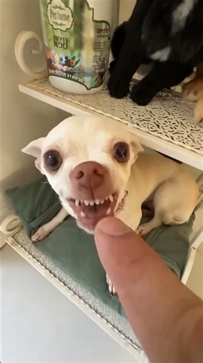 Niki is the most celebrity chihuahua in the world🤣🤣