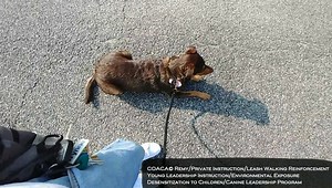 #Remy... Private Instruction Leash Walking Reinforcement Canine Leadership Program | Canine Obedience And Correction Agency, COACA LLC | Facebook