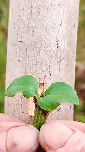 Grafting Fruit tree grafting technology for fruit tree propagation...#grafting #fruittrees #graftingtechniques #plantbased #naturelovers #growth #gardeningtips #nature #plantbased #plantlovers #treesgrafting #reels #shorts | Plants Grafting