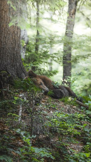 Hugo Hebbe | L’une des photos les plus magique que j’ai pu faire cette année. Alors que j’attendais en affût depuis plusieurs jours dans les forêts... | Instagram
