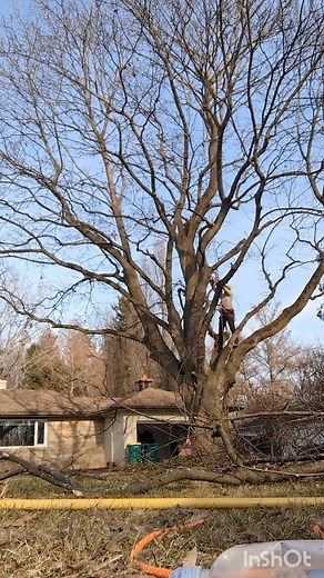One more.... Time? Again. #protreeserviceswny #celebrate #notchequipment #treeclimbing #treeservice #buckingham #trees #newyork #echo #thorogoodboots #arborist Pro Tree Services Jose Espinoza | Pro Tree Services