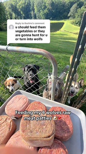 Feeding my 4 wolves raw meat patties 🐶🥩 WANT THIS FOOD? use code TSTARCH on darwinspet.com for 50% off your 1st box of raw food, and an additional $10 off 🙌 #DarwinsPartner #rawfood #rawdogfood #foodfordogs #rawfooddiet | tstarch