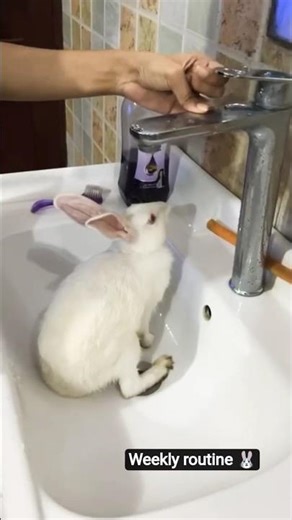 #rabbit bath #bath routine #rabbitshort #rabbit routine #pets#nature#peacefulvibes