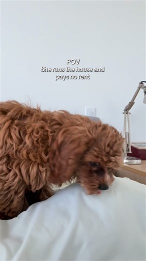 Princess Maple | Cavoodle Pup ✨ on Instagram: "And I get all the treats and cuddles in the world too hehe #dog #dogs #doggy #pup #puppy #puppies #puppylove #love #loveyou #cutie #adorable #baby #babygirl #cavapoo #christmas"