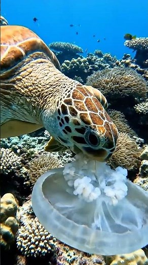 What Happens When A TURTLE Eats A Box Jelly Fish?