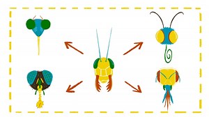 How Scientists Can Easily Identify the Order to Which an Insect Belongs By Looking at Its Mouth