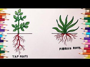 How to draw tap root & fibrous root easily /taproot system & fibrous root system easy drawing